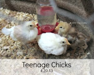 Teenage Chicks
