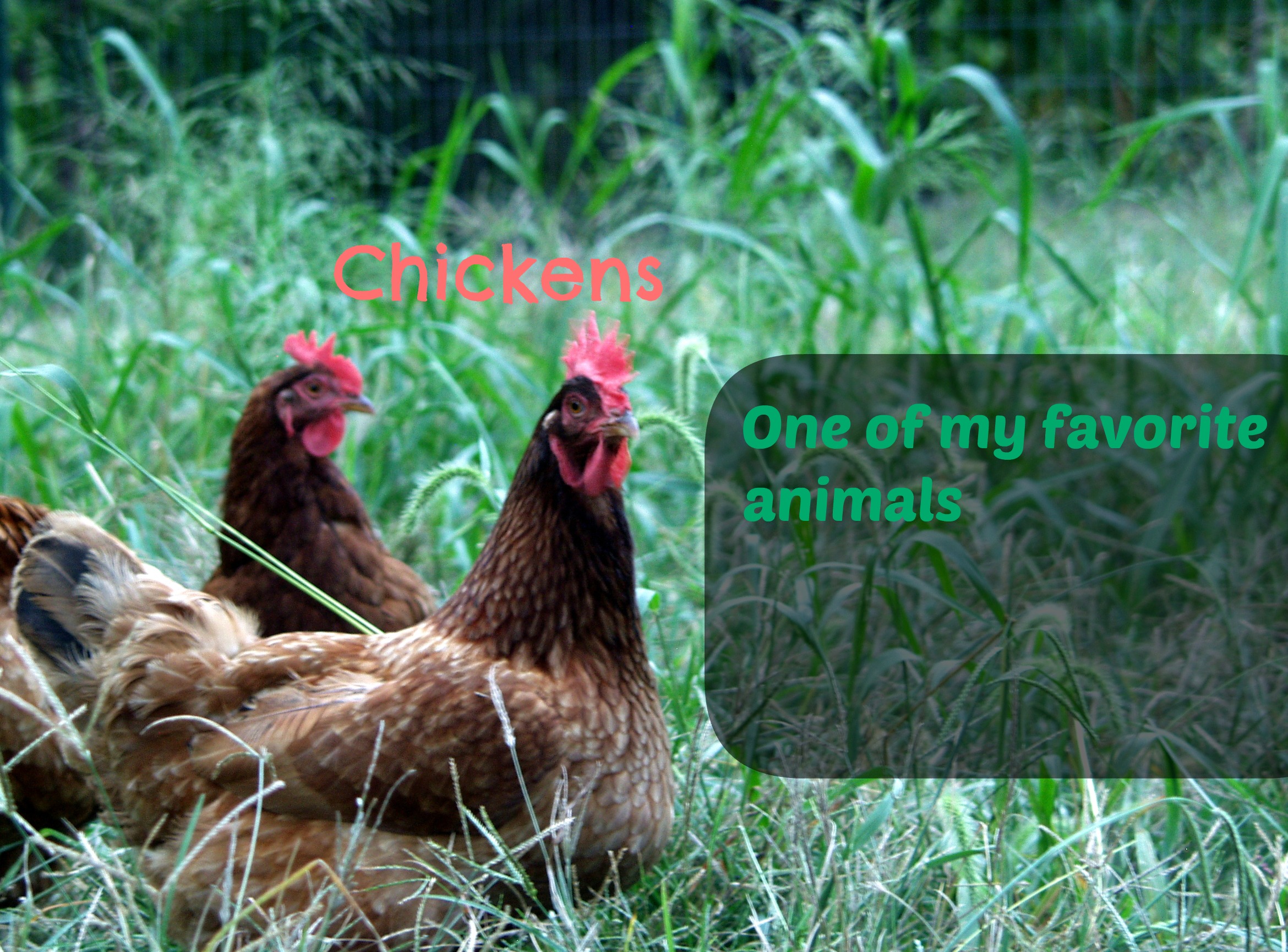 A: Alphabet Posts and Animals - Live and Learn Farm